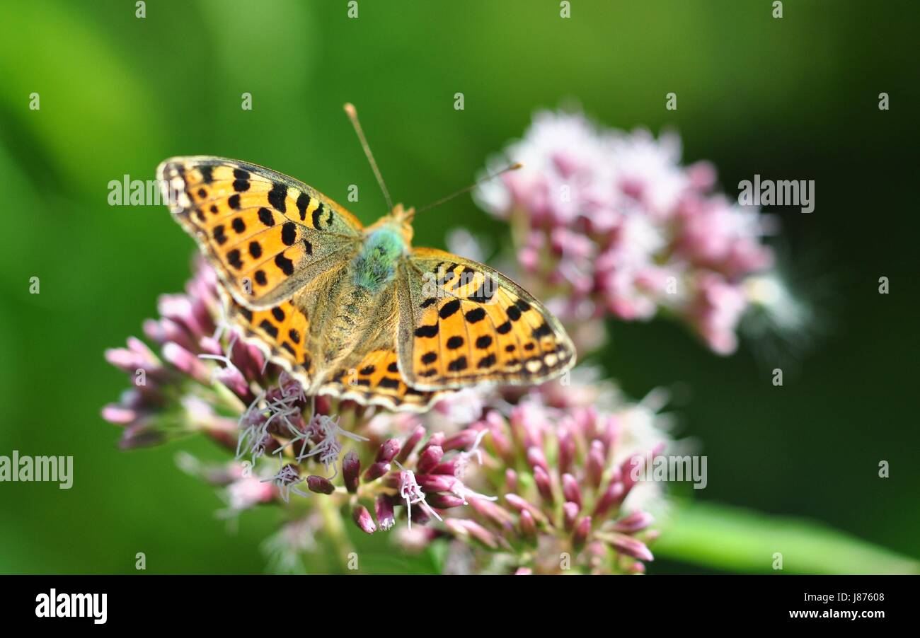 insect, bloom, blossom, flourish, flourishing, butterfly, summer ...