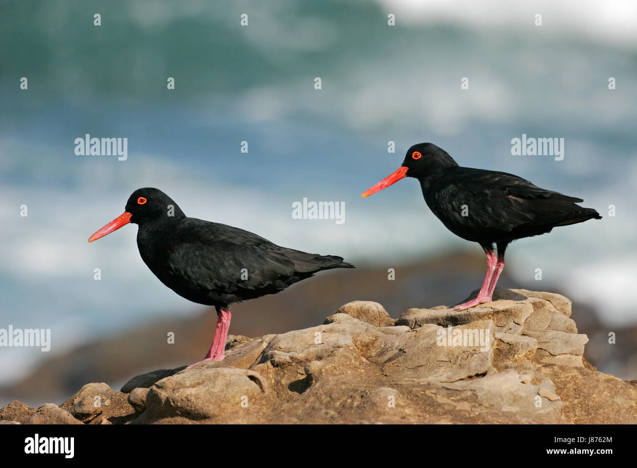 bird, coast, African, water, nature, pair, bird, africa, black, swarthy ...