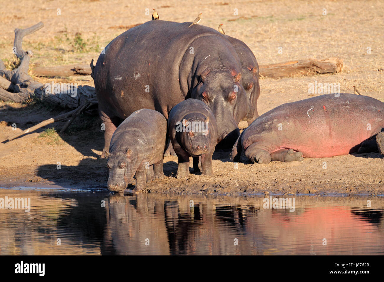 mammal, wildlife, hippopotamus, hippo, calf, group, familiy, family ...