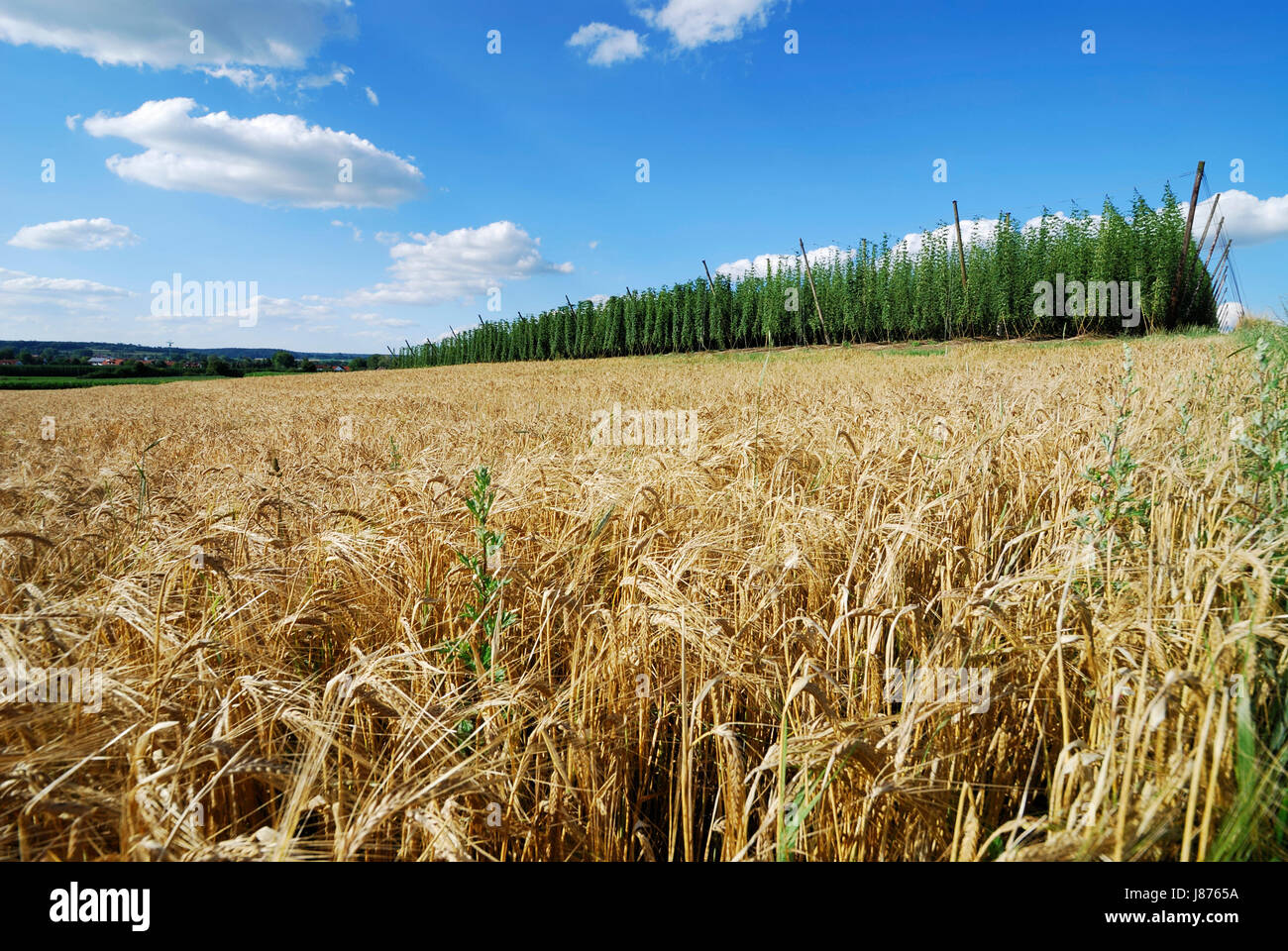 agricultural, garden, agriculture, farming, grain, bavaria, germany ...