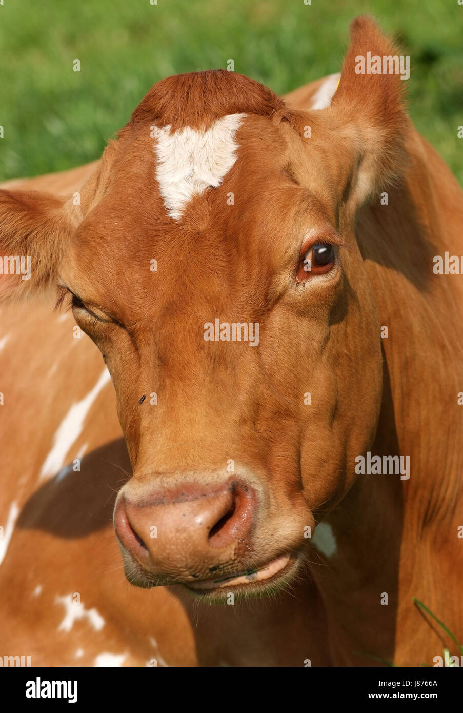 North Devon Cattle North Devon Cow Stock Photos & North Devon Cattle ...
