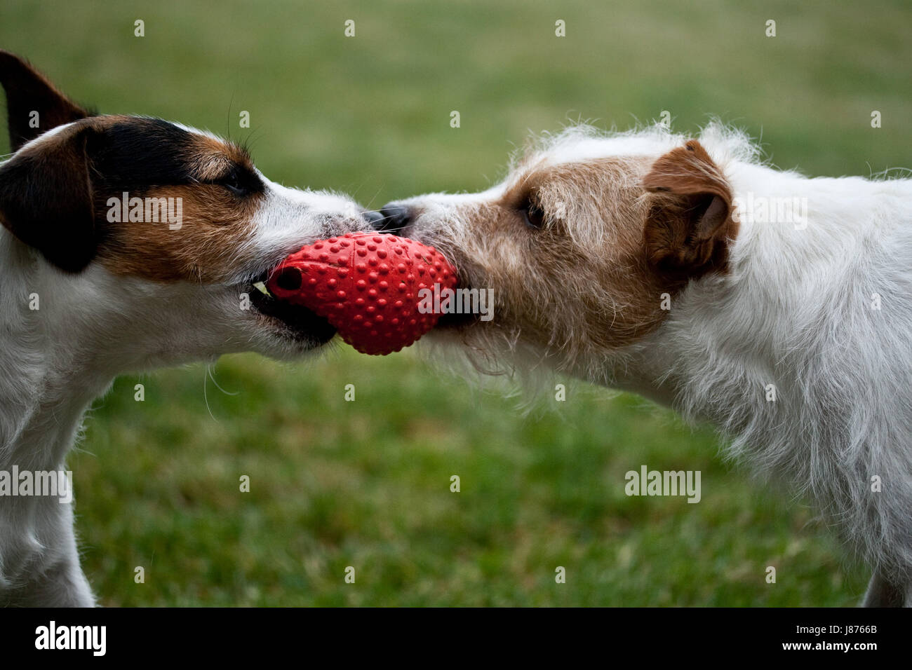 animal, dog, photo, picture, image, copy, deduction, animal, dog, photo ...