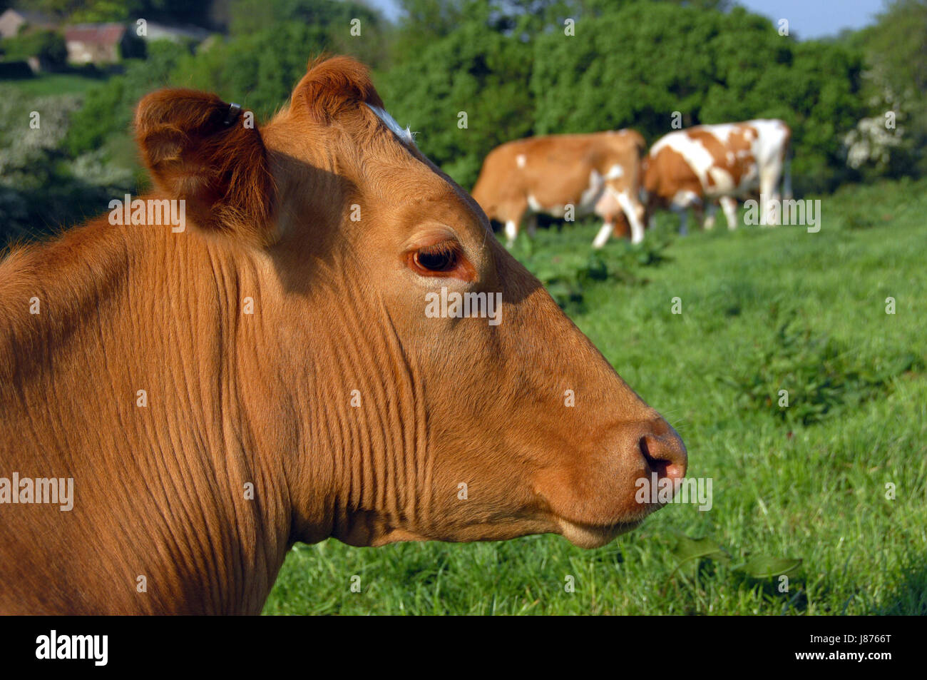 North devon cattle hi-res stock photography and images - Alamy