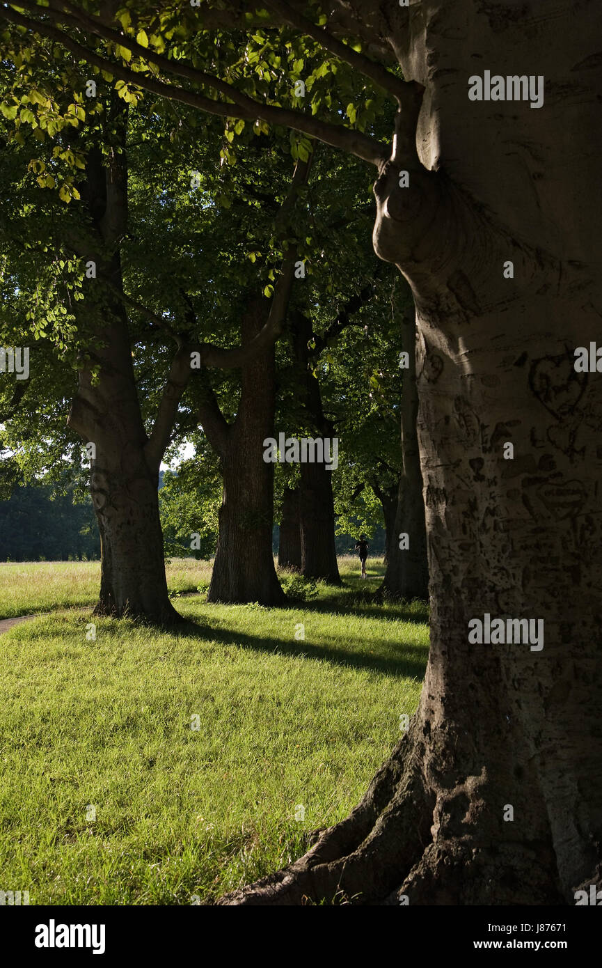 tree, park, deciduous tree, summer, summerly, branch, meadow, forest ...