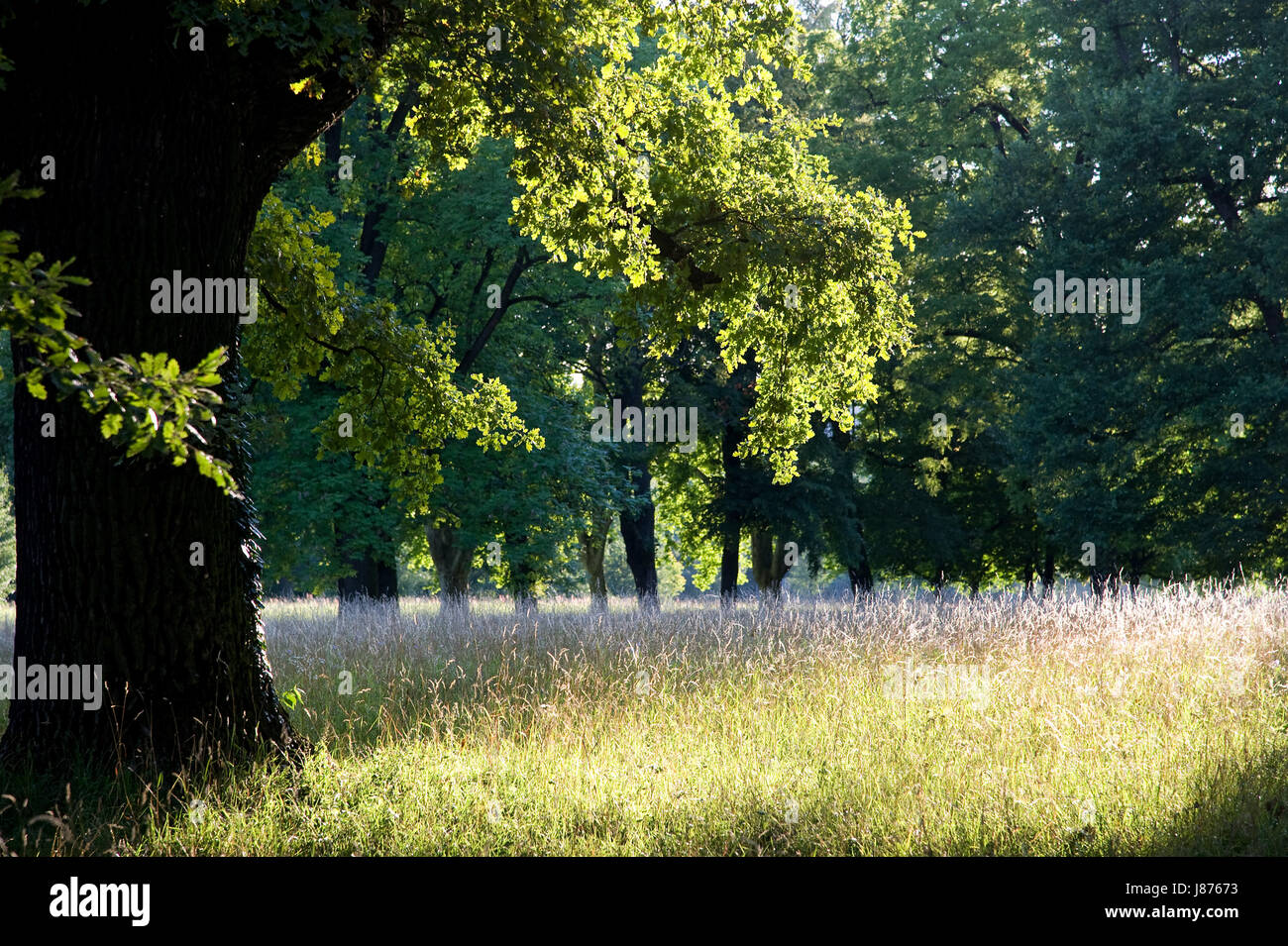 tree, park, deciduous tree, summer, summerly, branch, meadow, forest ...