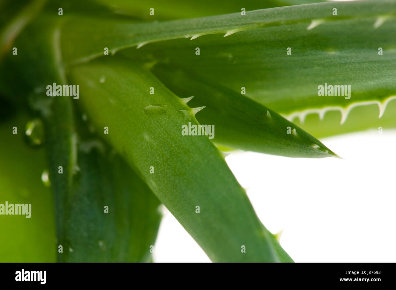 health, juice, herb, plant, leaf, health, isolated, tree, skin, prickle ...