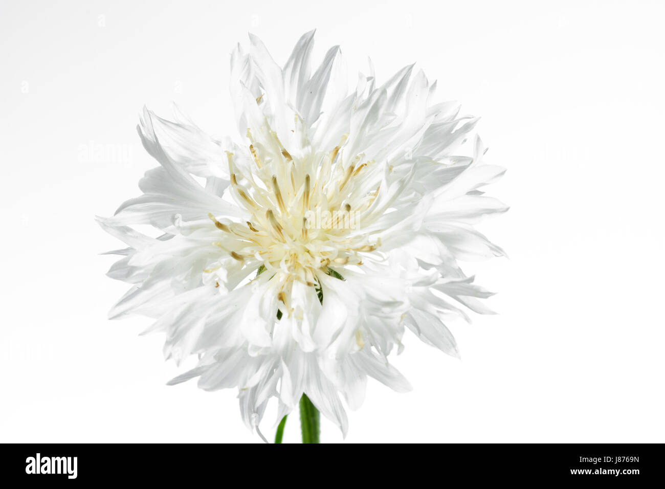 white cornflower (centaurea cyanus),isolated Stock Photo - Alamy