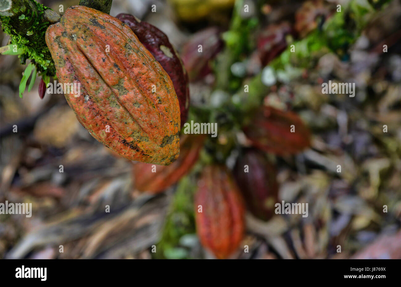 A cacao plant grows in an experimental cocoa plantation at the CATIE ...