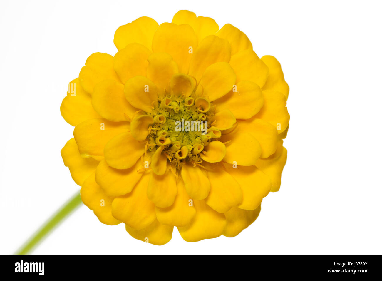 flower, plant, bloom, blossom, flourish, flourishing, yellow, isolated ...