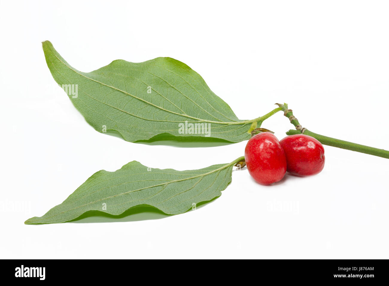 berries and leaves of cornus (cornus mas Stock Photo - Alamy