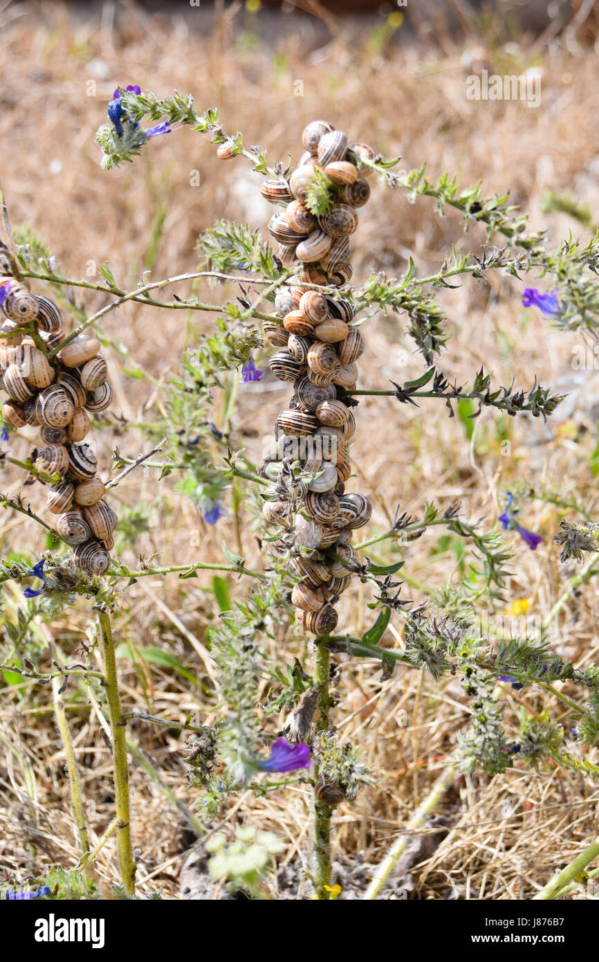 Snails clustered around a plant stem to avoid the heat of the ground in ...