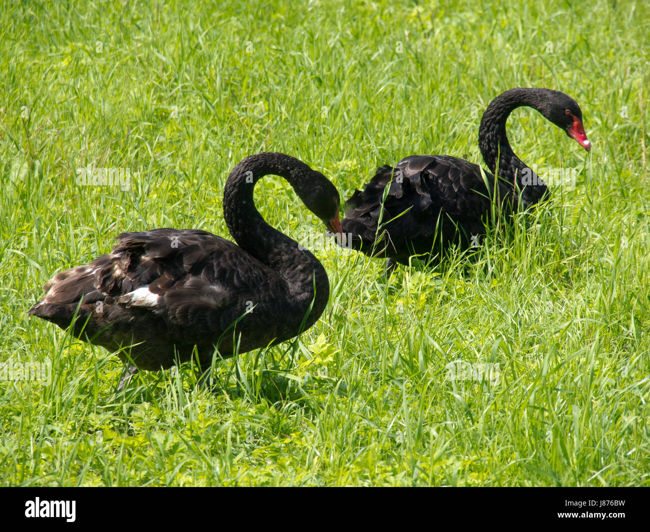 animal, bird, black, swarthy, jetblack, deep black, swan, birds, water ...