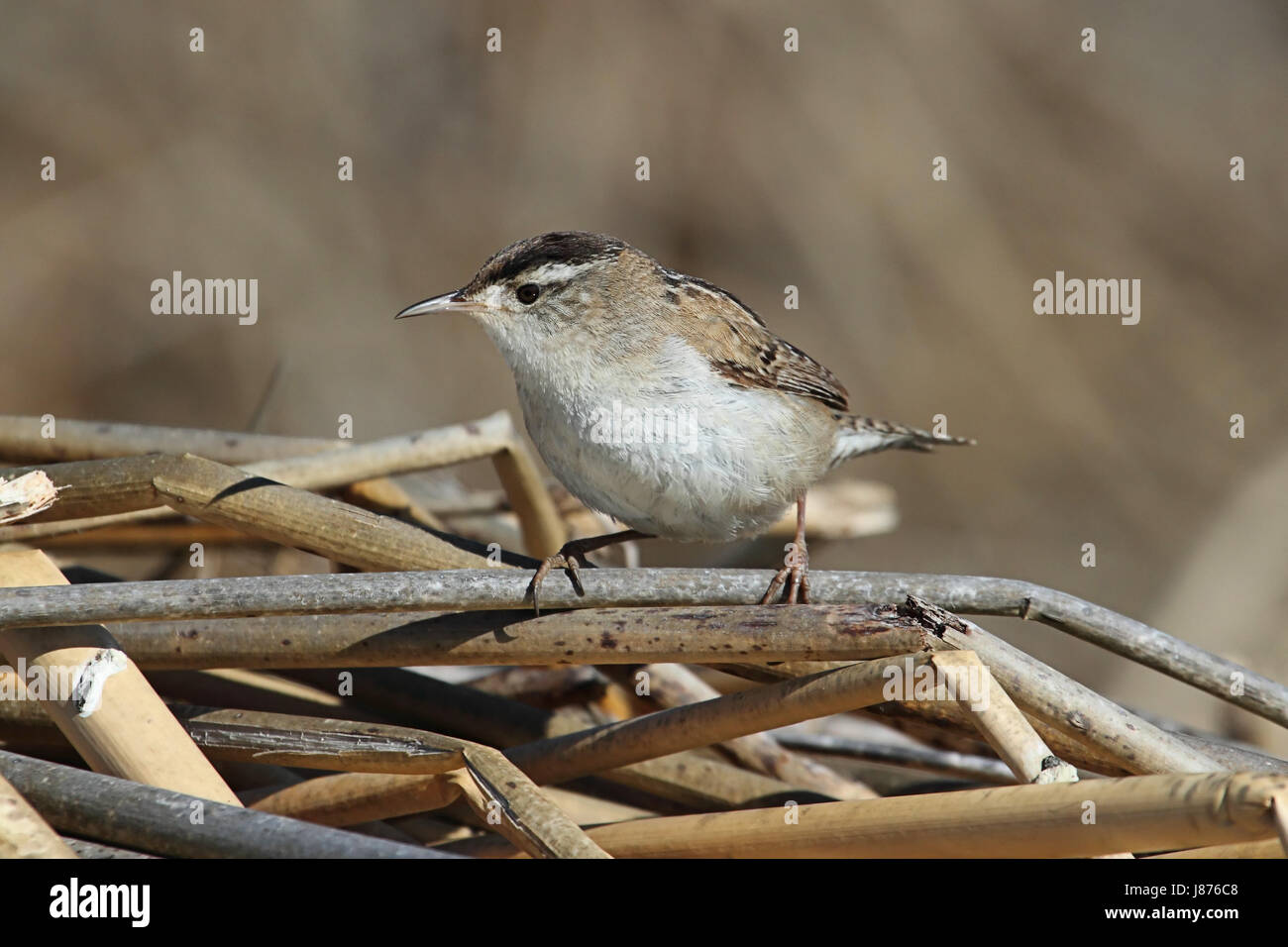 bird wild wildlife wren nature animal bird fauna wild birds feathers ...