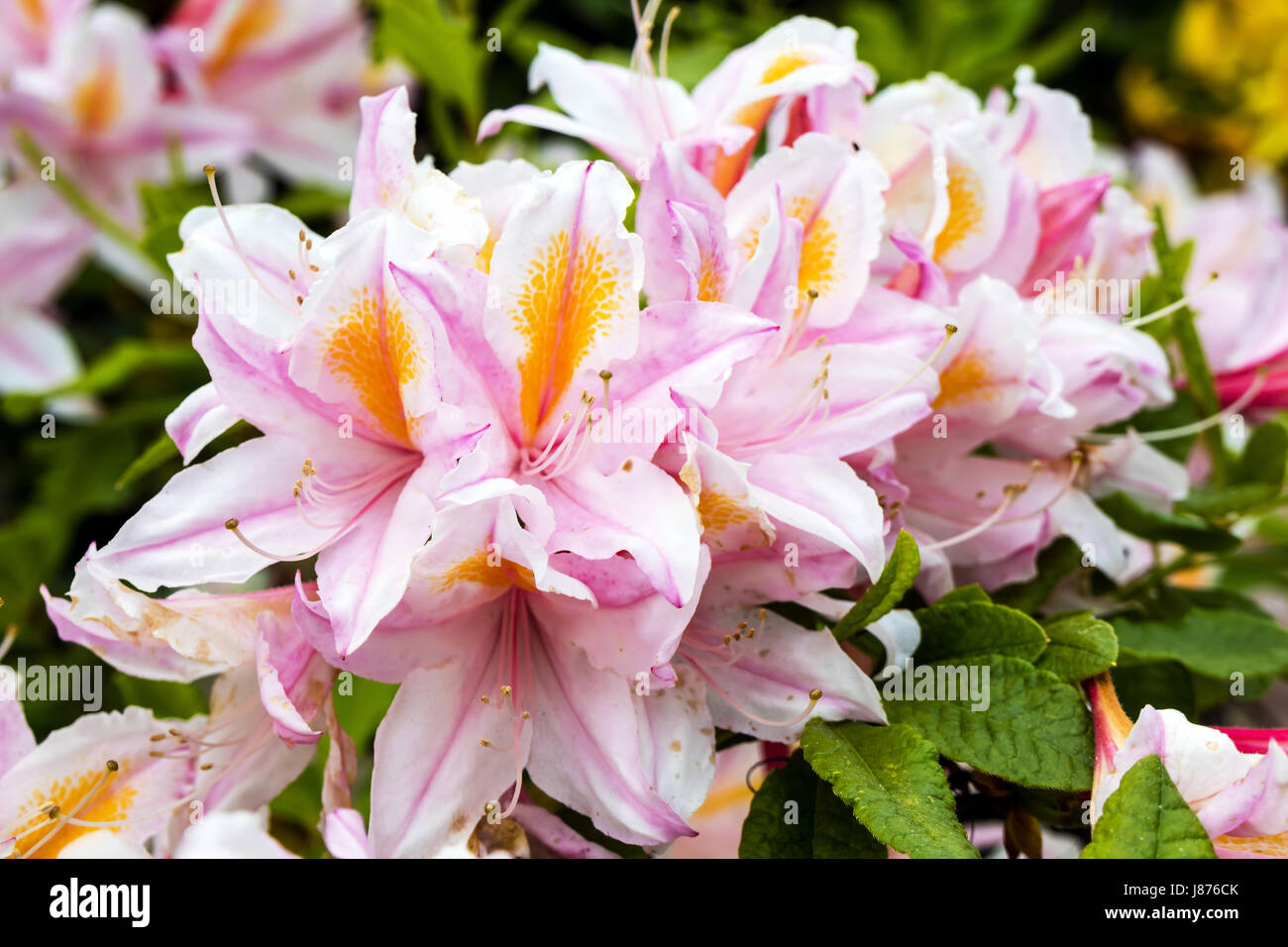 Large cluster of pale pink and yellow azalea flowers in a garden Stock ...