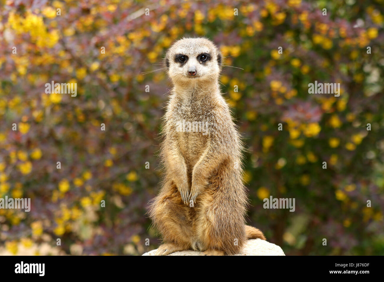 hairs skin meerkat meerkats brown brownish brunette light brown hairs ...