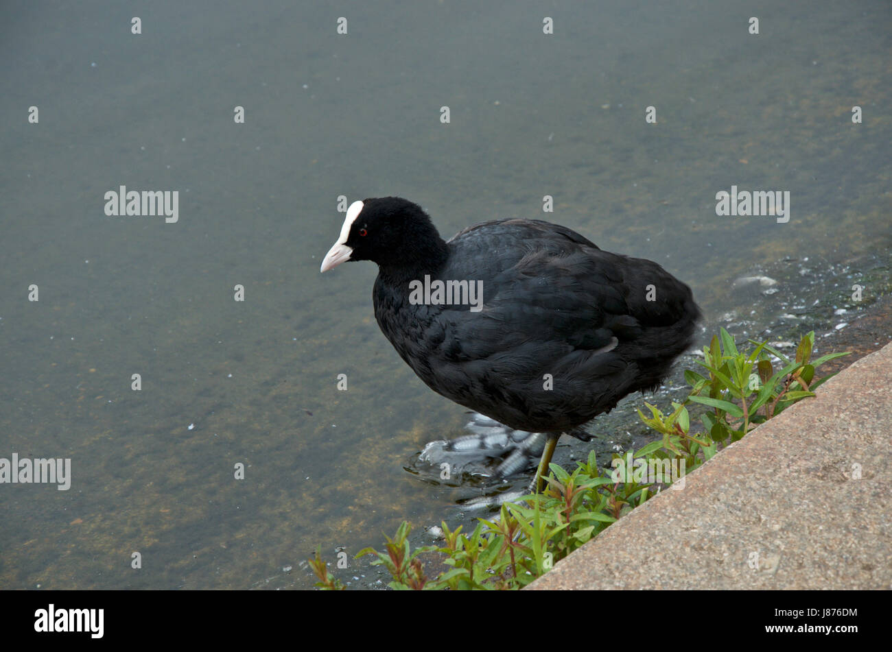 Large slow moving bird hi-res stock photography and images - Alamy