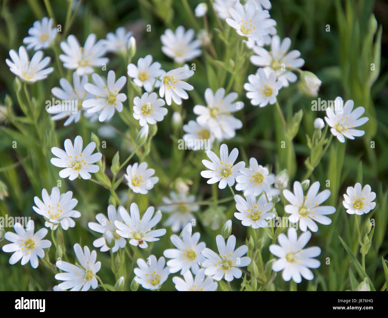 Stellaria holostea, Greater Stitchwort flowers Stock Photo - Alamy