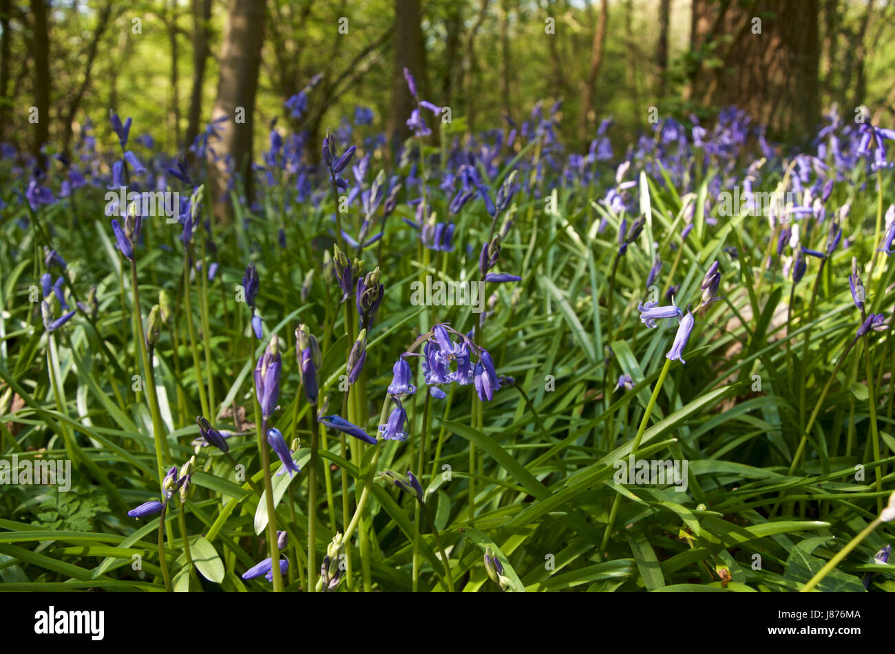 Early English Bluebells in the woods Stock Photo - Alamy
