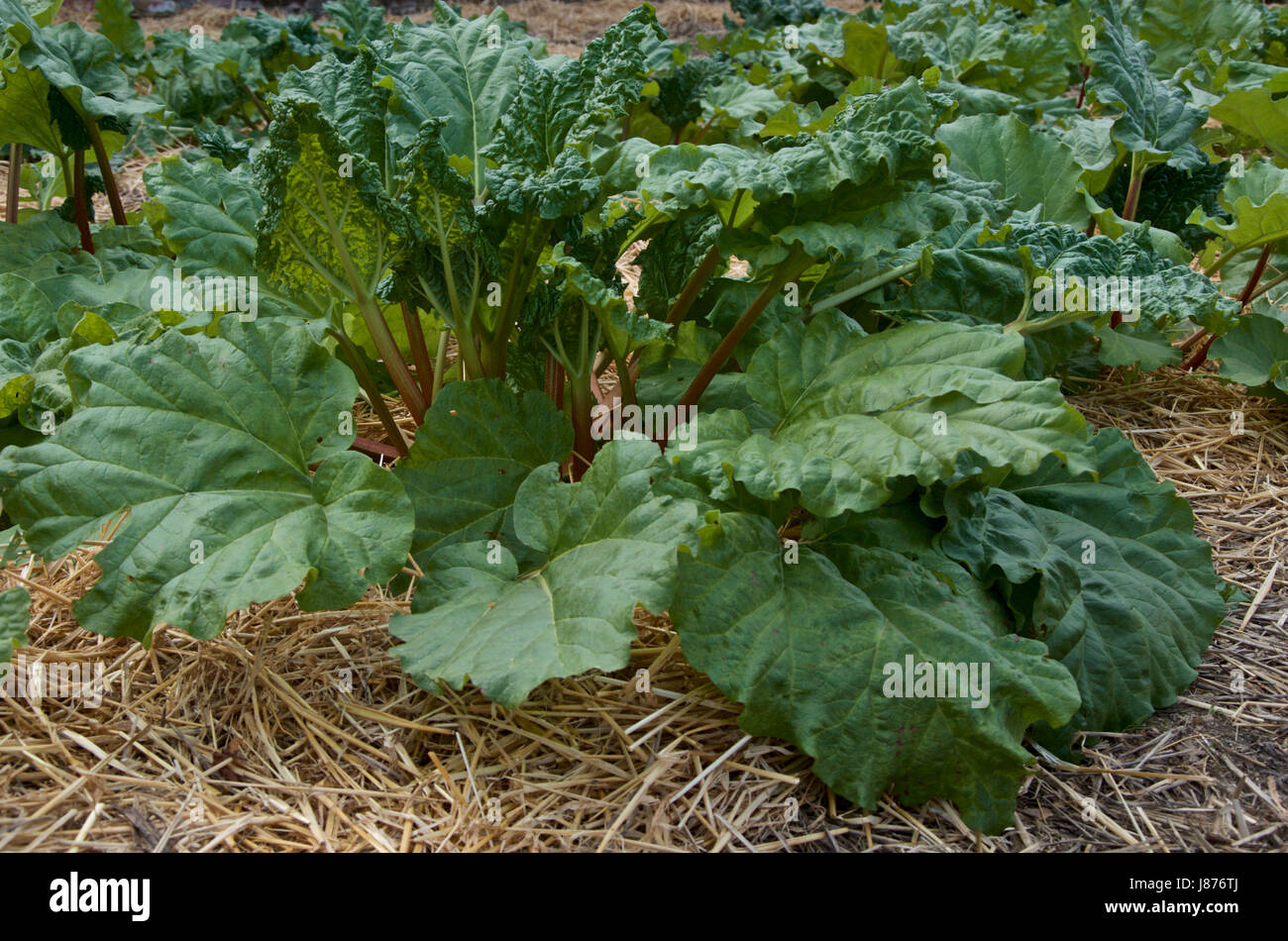Rhubarb growing in straw Stock Photo - Alamy