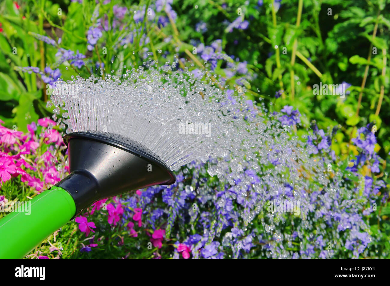 beet leaf spare time free time leisure leisure time garden flower plant ...