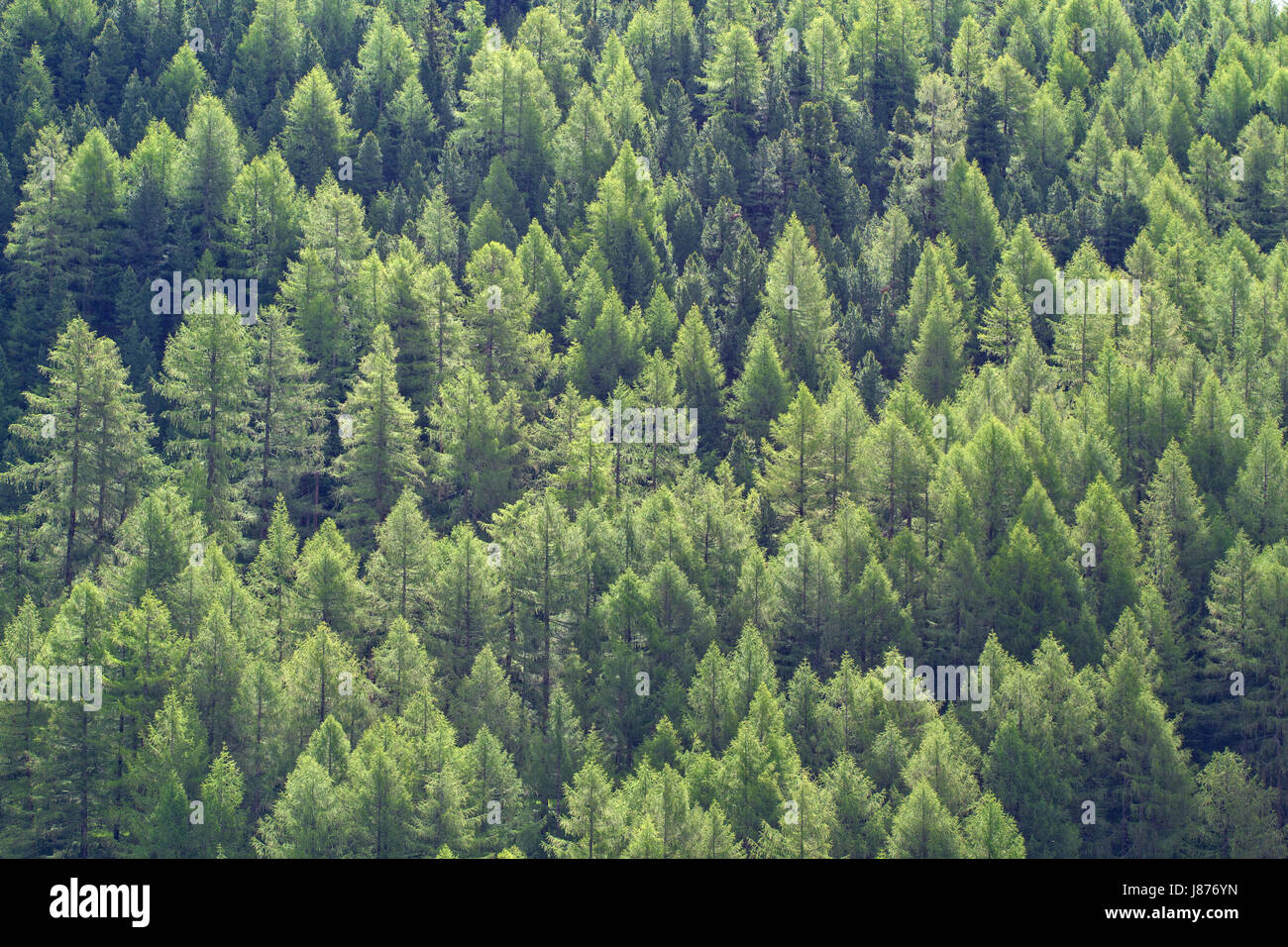 conifers larch forest tree trees wood tribes conifer thicket ...
