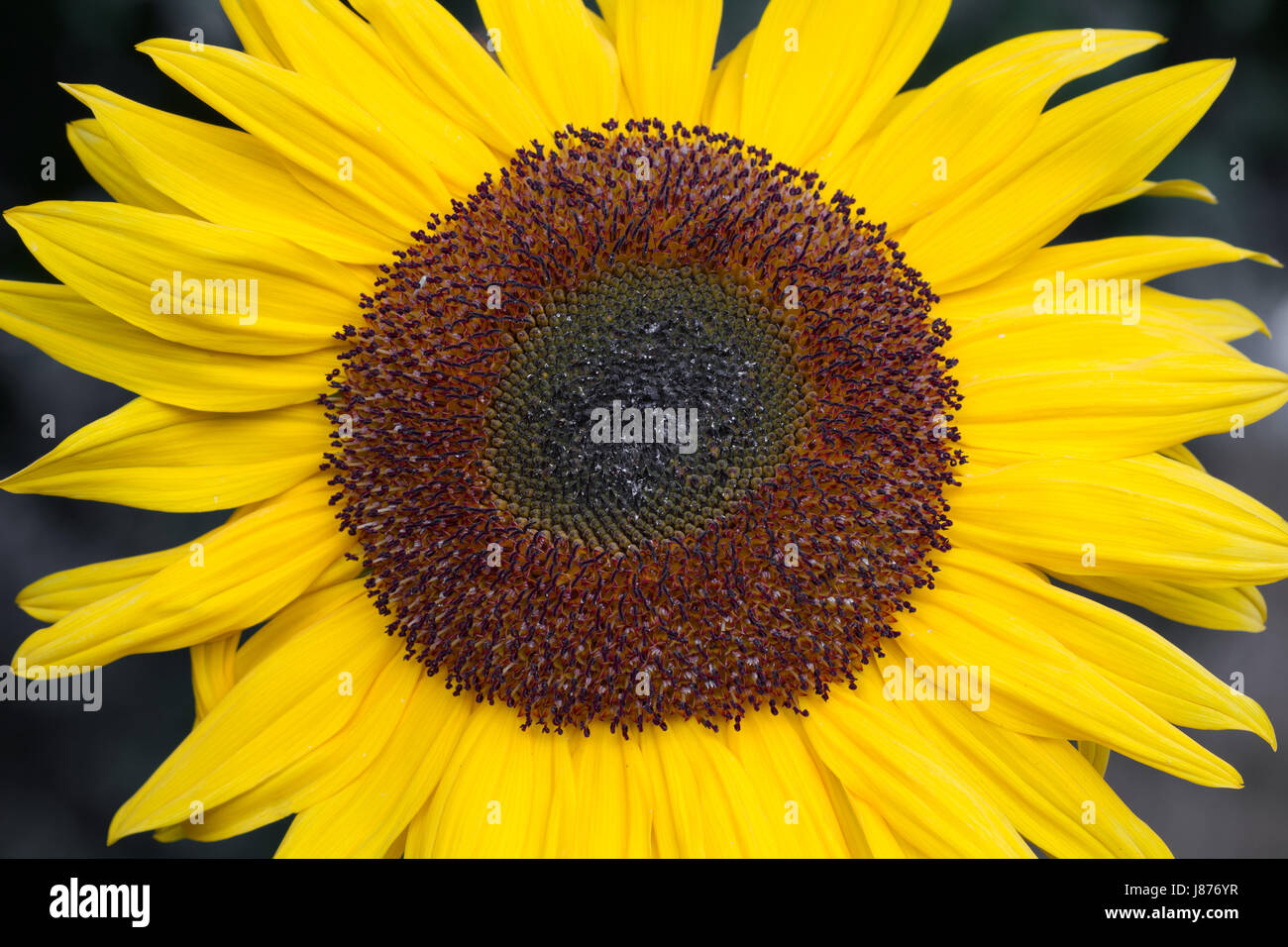 plant flower flowers sunflower sunflowers blossoms bleed yellow some ...