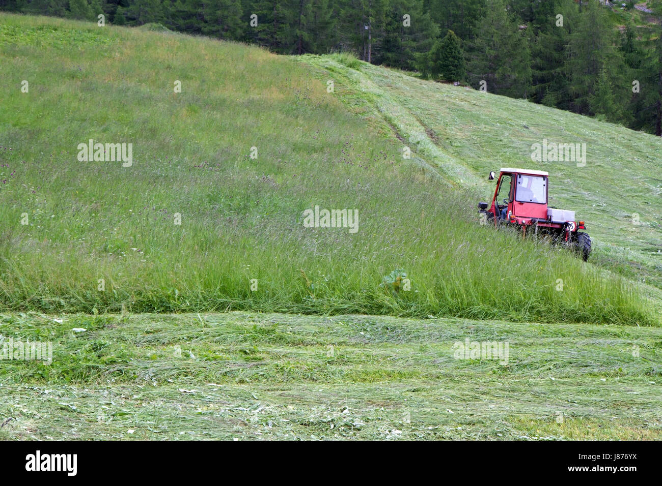 fodder agriculture farming mowed meadow grass lawn green fresh fodder ...