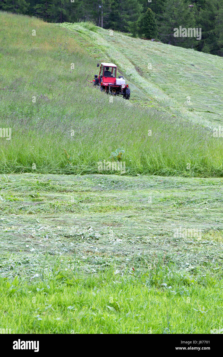 fodder mowed meadow grass lawn green fresh fodder bucolic plant green ...