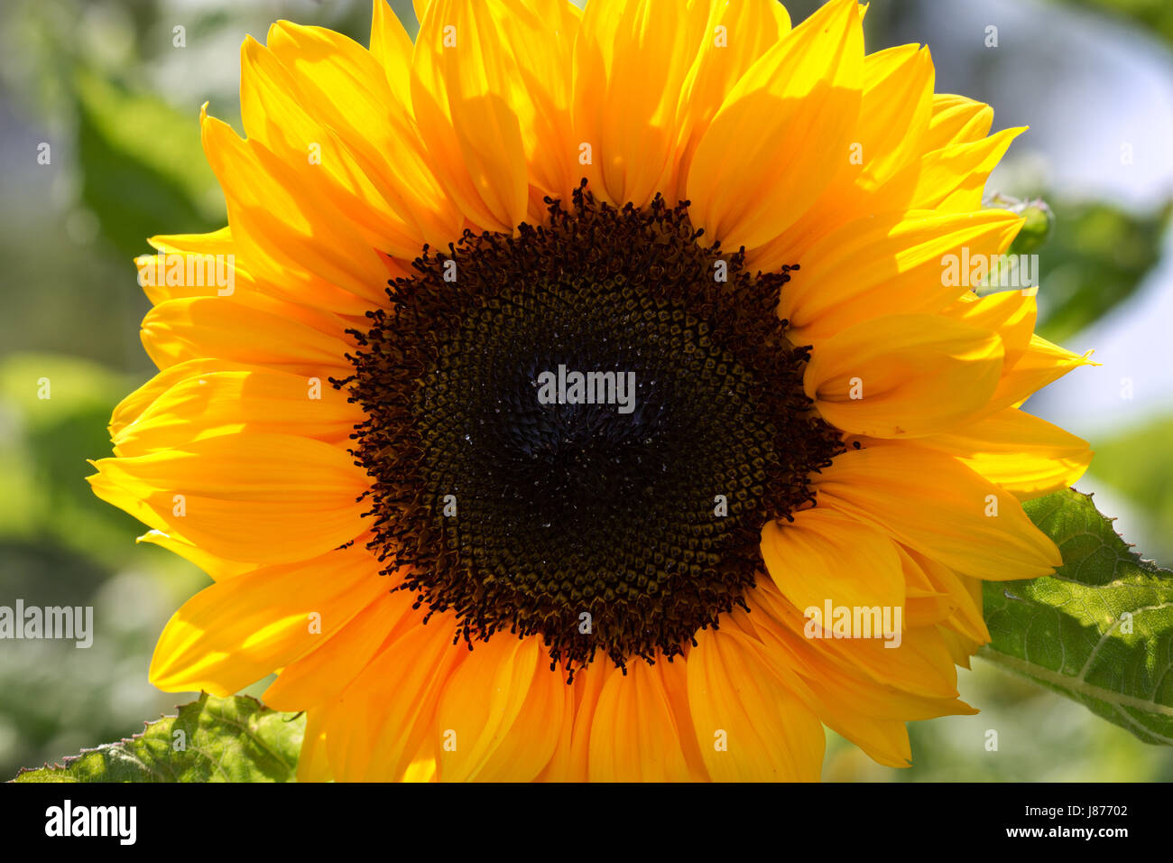 plant flower flowers sunflower sunflowers blossoms bleed yellow some ...