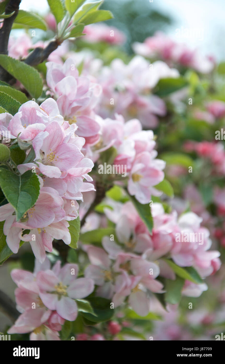 Pink Apple Blossom Stock Photo - Alamy