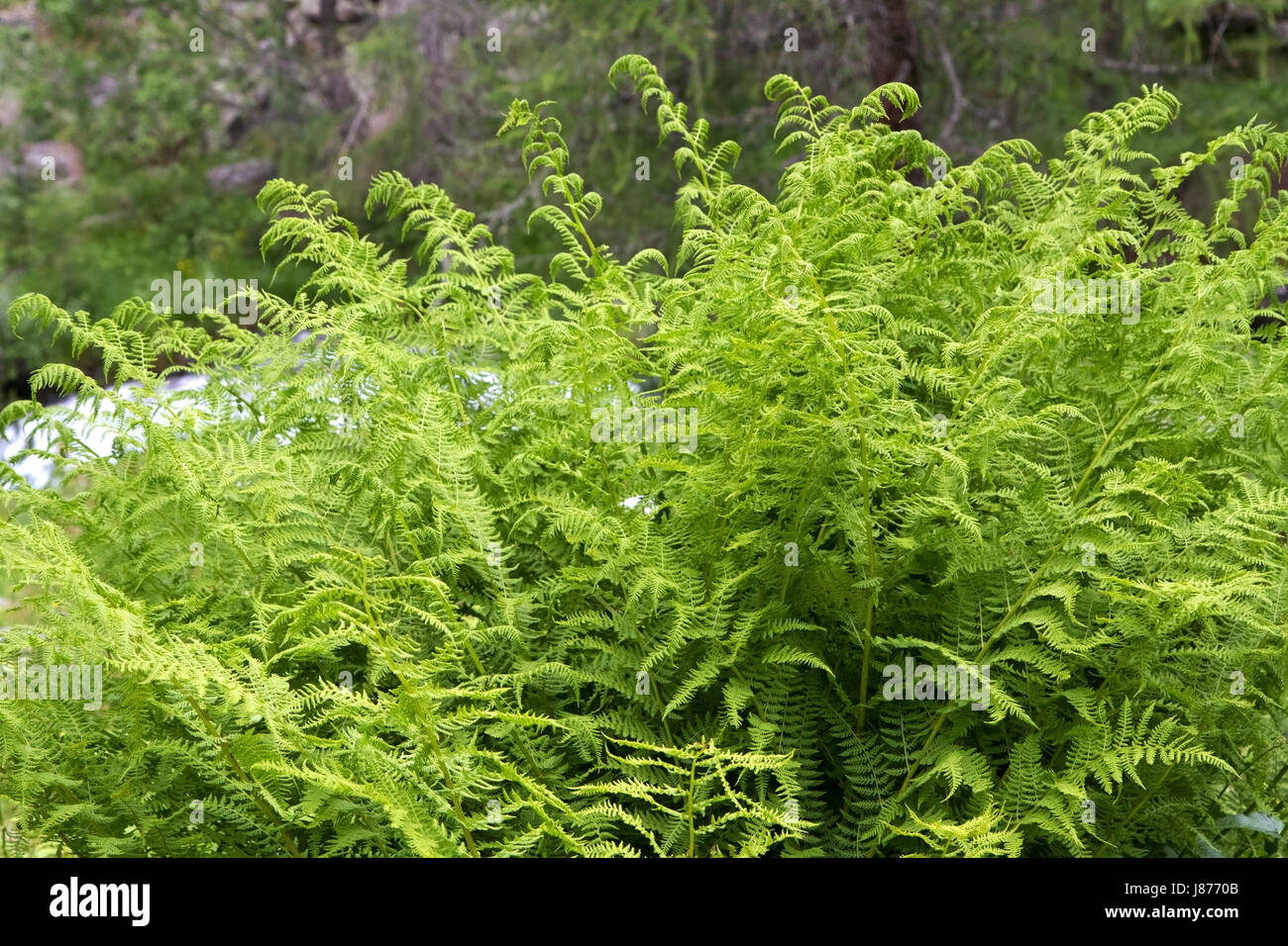 fern in spring Stock Photo - Alamy