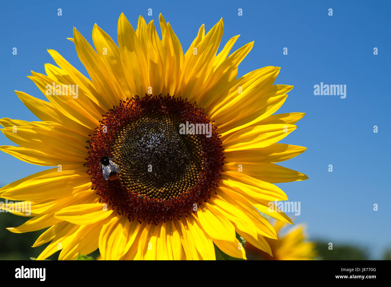 plant flower flowers sunflower sunflowers blossoms bleed yellow some ...