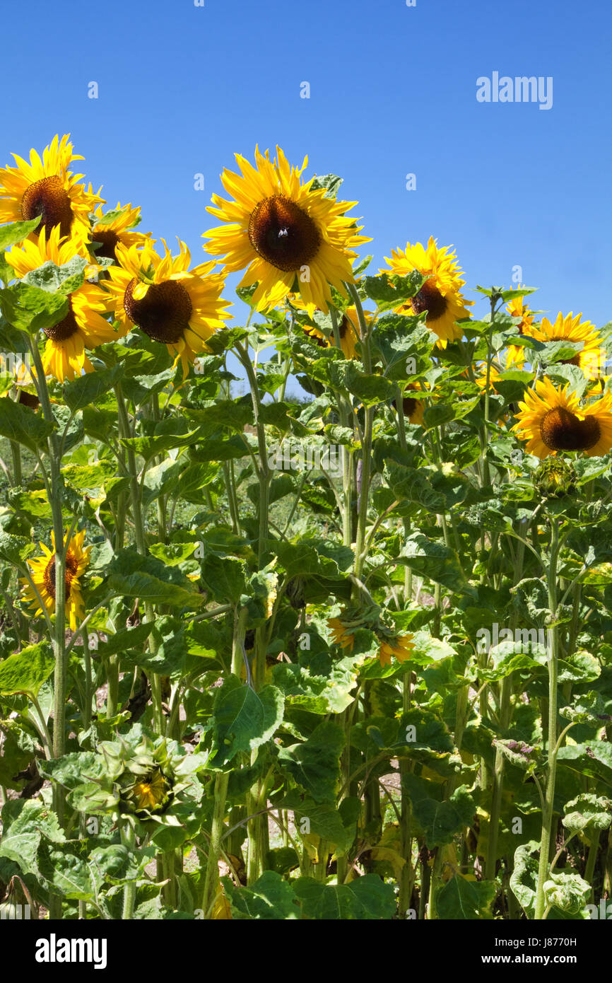 plant flower flowers sunflower sunflowers blossoms bleed yellow some ...