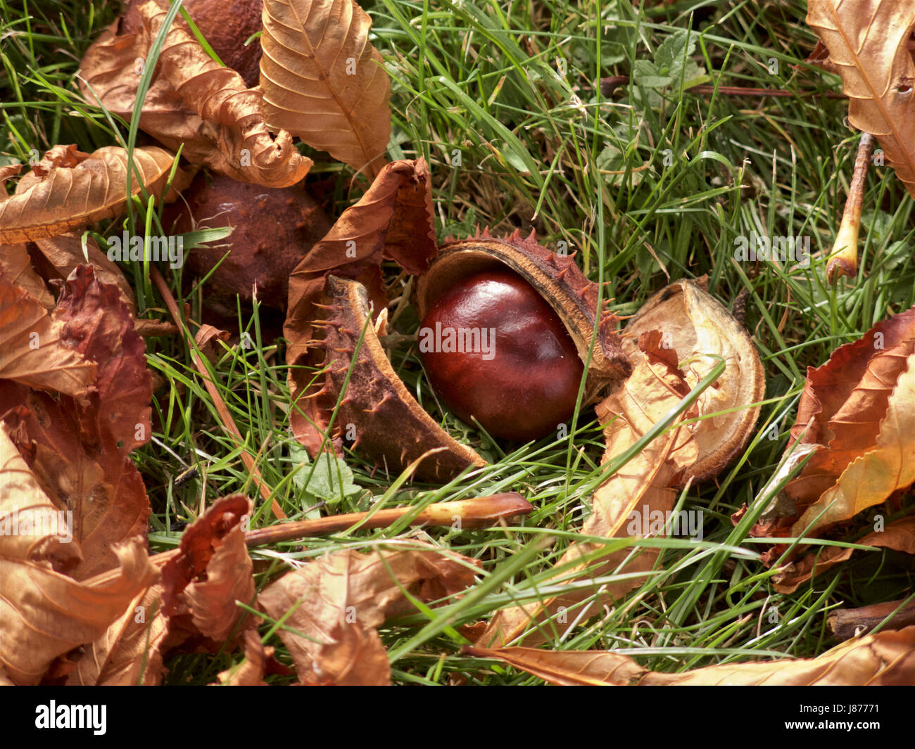 Traditional conker hi-res stock photography and images - Alamy
