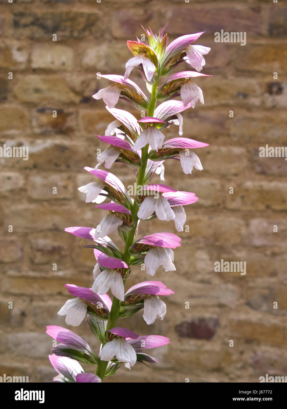 Acanthus mollis bear's breeches hi-res stock photography and images - Alamy