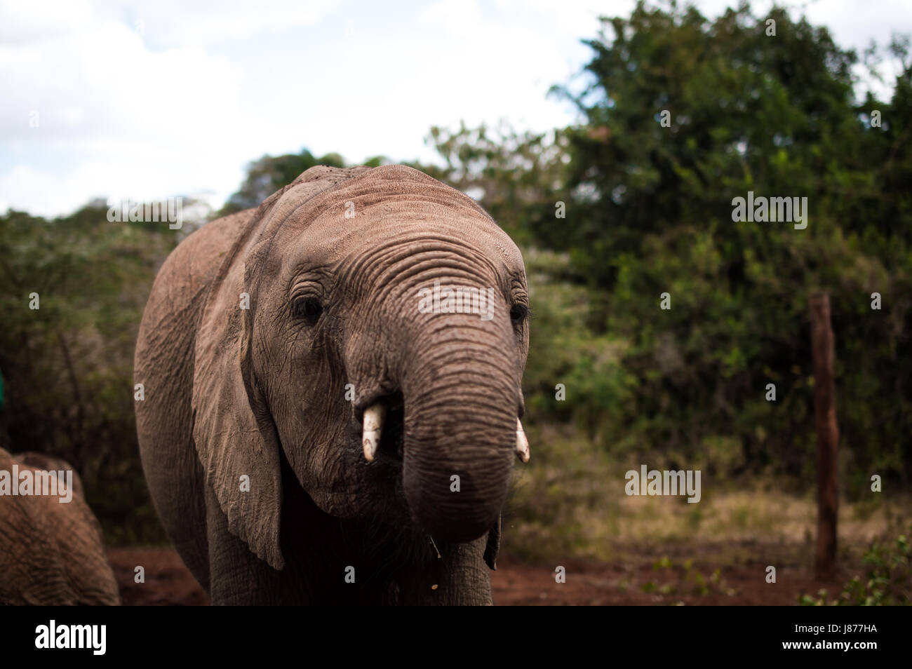 Baby Elephant in Kenya Stock Photo - Alamy