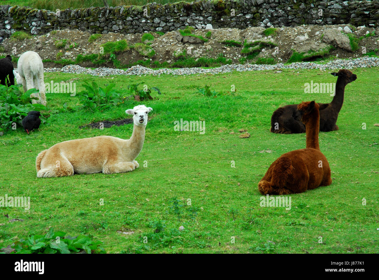 animals mammals camels scotland meadow llama plant animal mammal ...