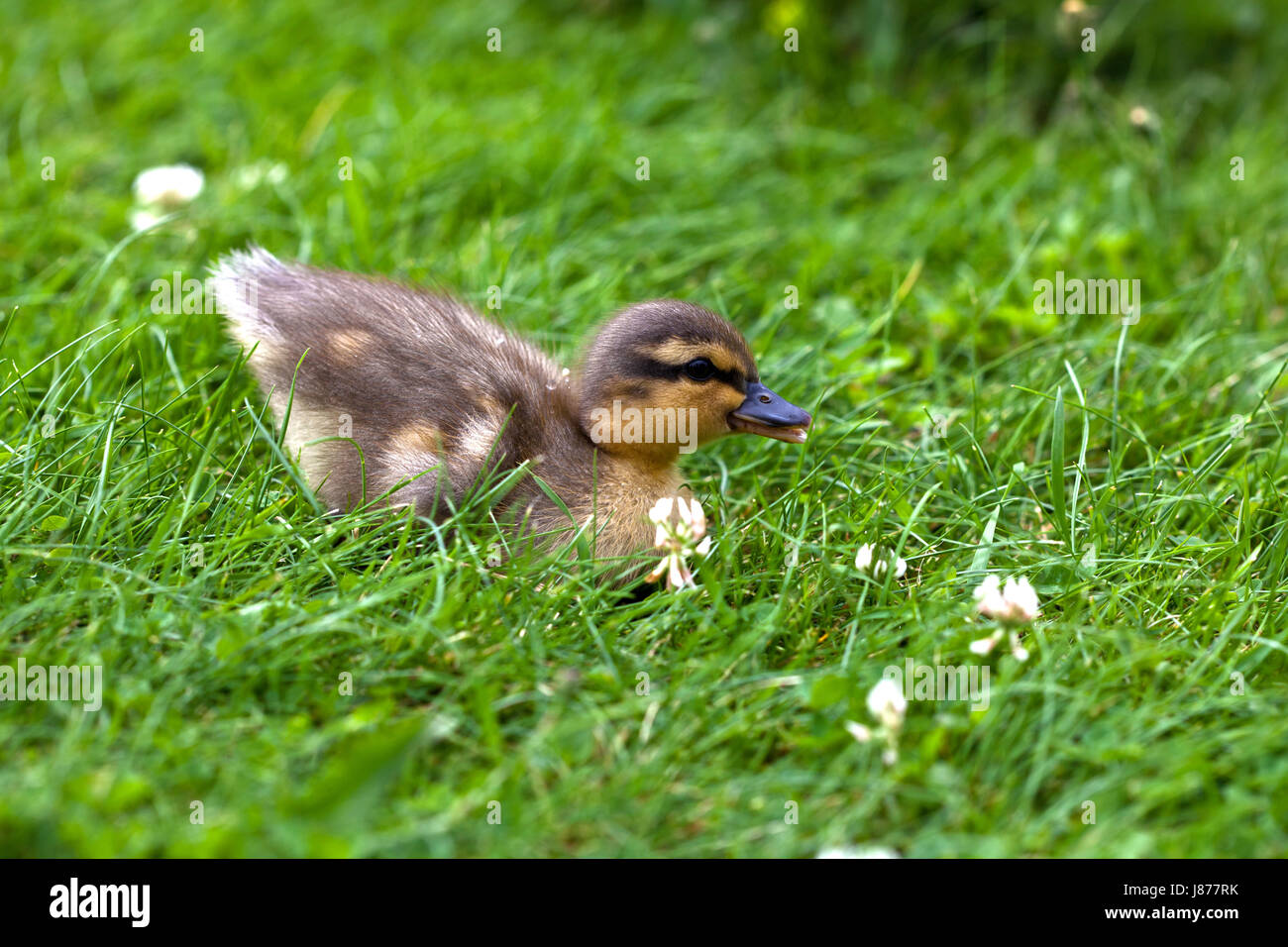 bird birds ducks duck chick young younger bird birds soft cuddle ...