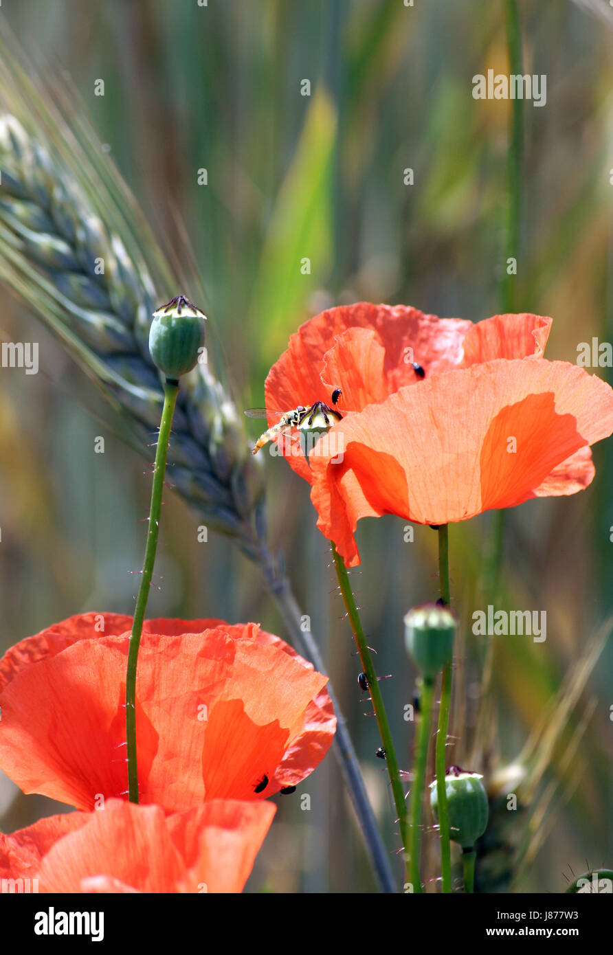 flower plant insects green beetle fly poppy corn poppy rye capsule red ...