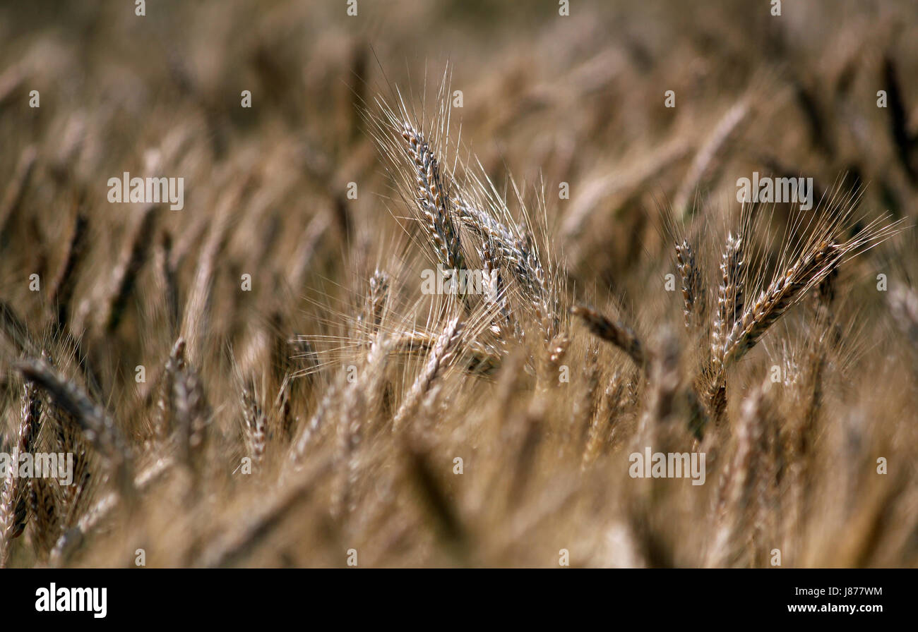food aliment fodder plant agriculture farming field grain fruit ears ...