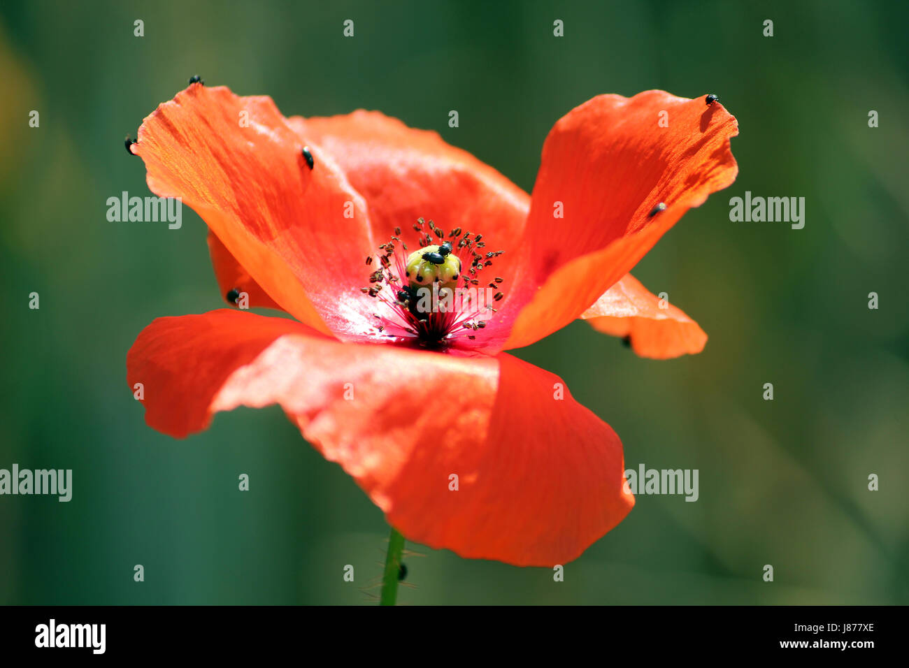 flower plant insects beetle poppy corn poppy red papaver rhoeas ...
