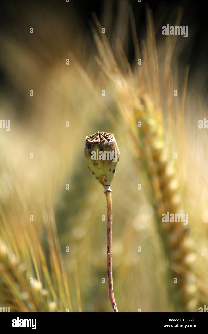 food aliment fodder plant agriculture farming field grain fruit poppy ...
