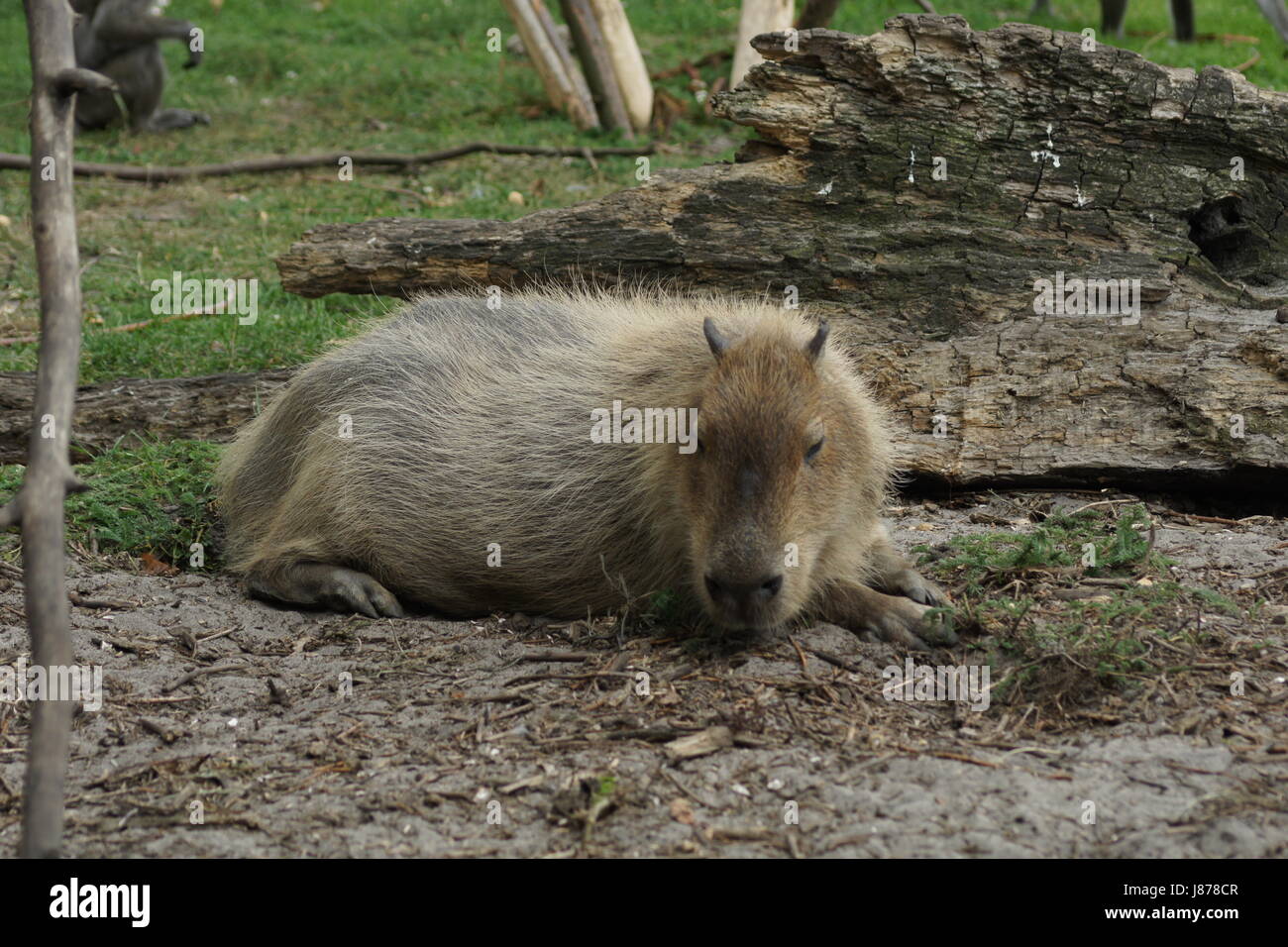 rodent skin fur bearing animal fur coat water rat zoo rodent skin ...
