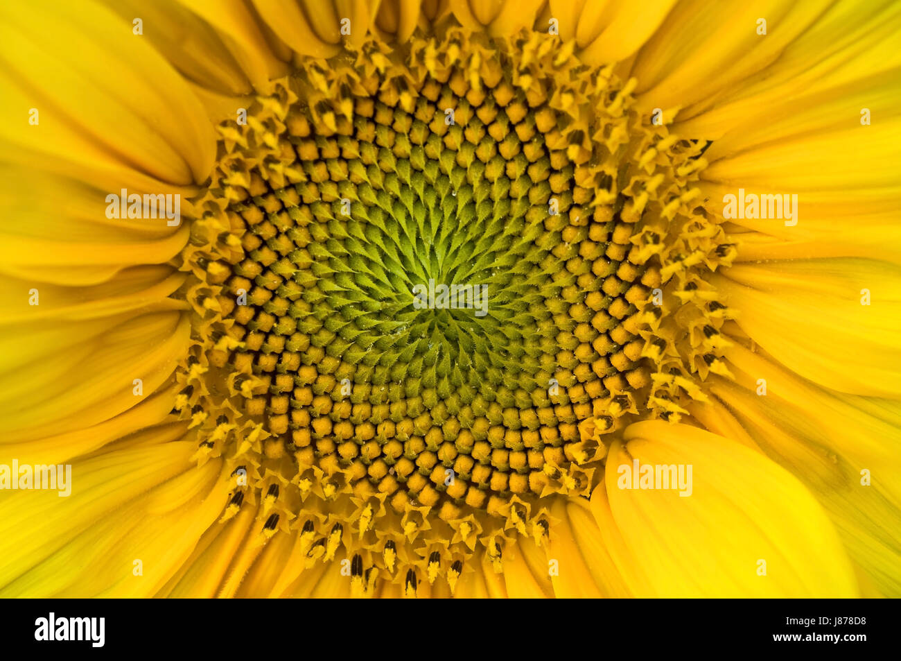inflorescence a sunflower Stock Photo - Alamy