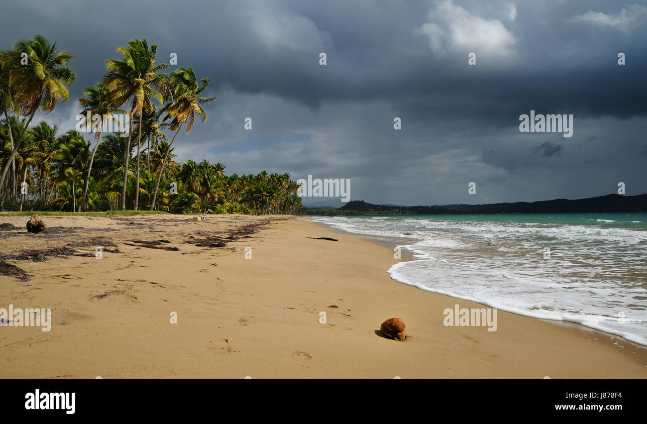 beach seaside the beach seashore palms sight view outlook perspective ...