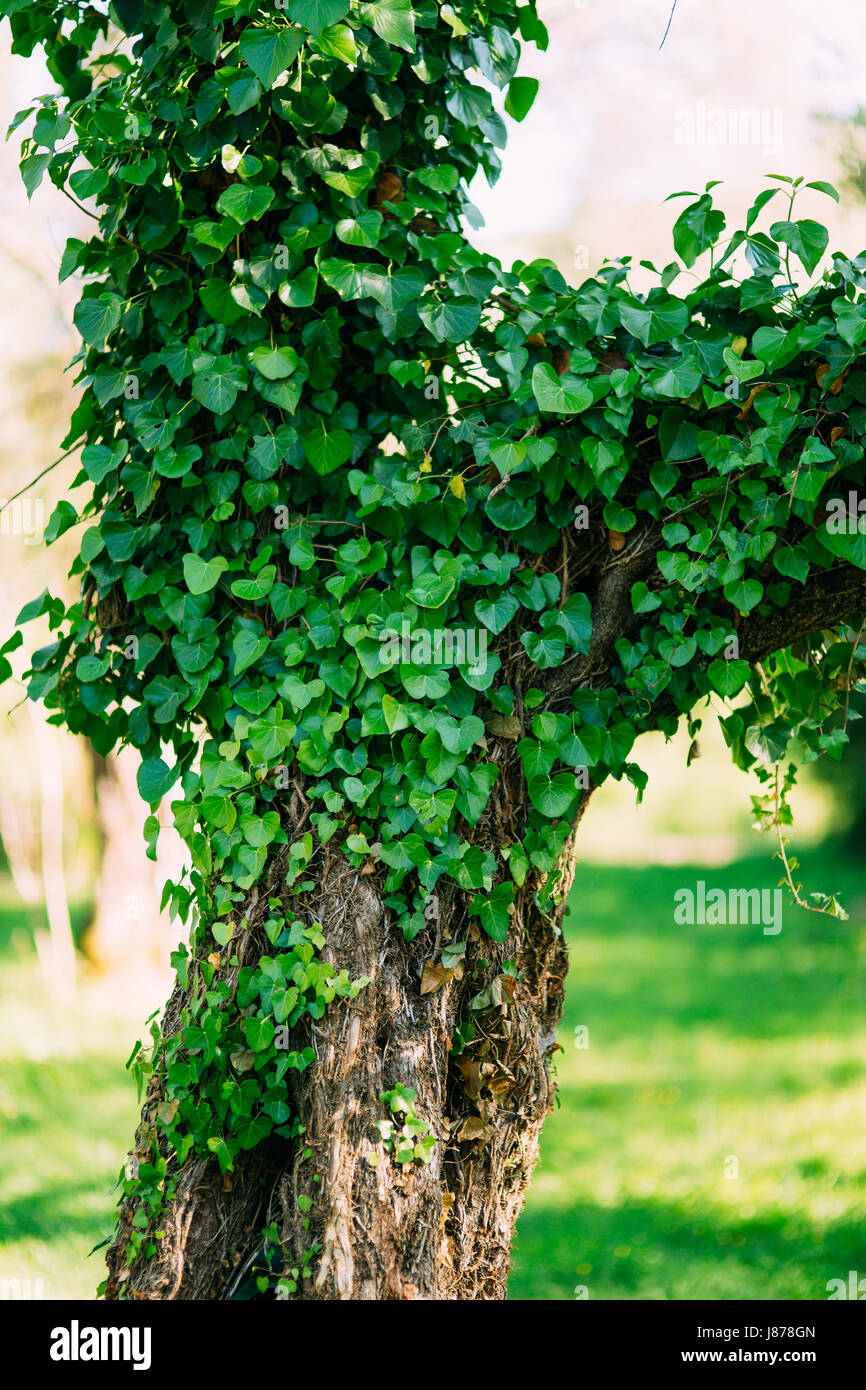 Trees overgrown with ivy. Texture of wild plants in the forest Stock ...