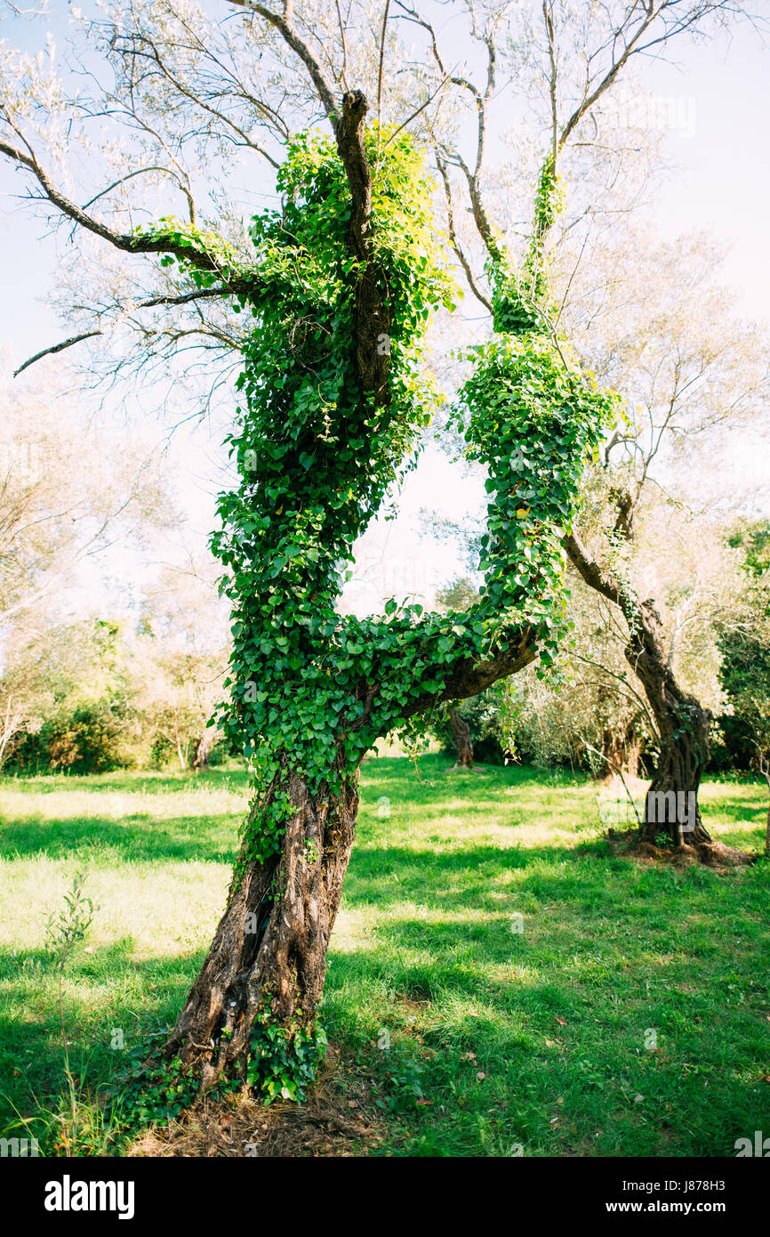 Trees overgrown with ivy. Texture of wild plants in the forest Stock ...