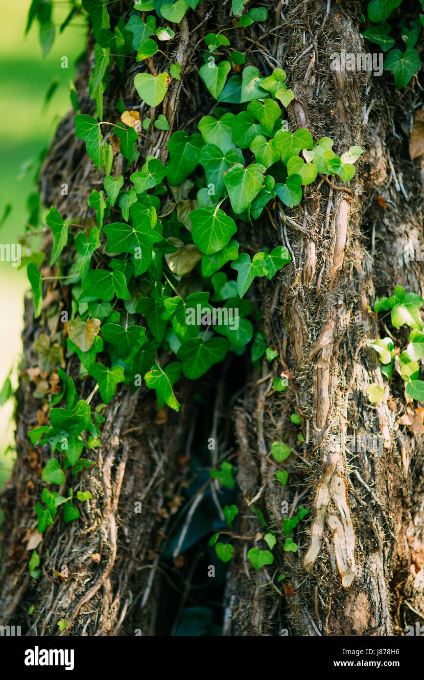 Trees overgrown with ivy. Texture of wild plants in the forest Stock ...