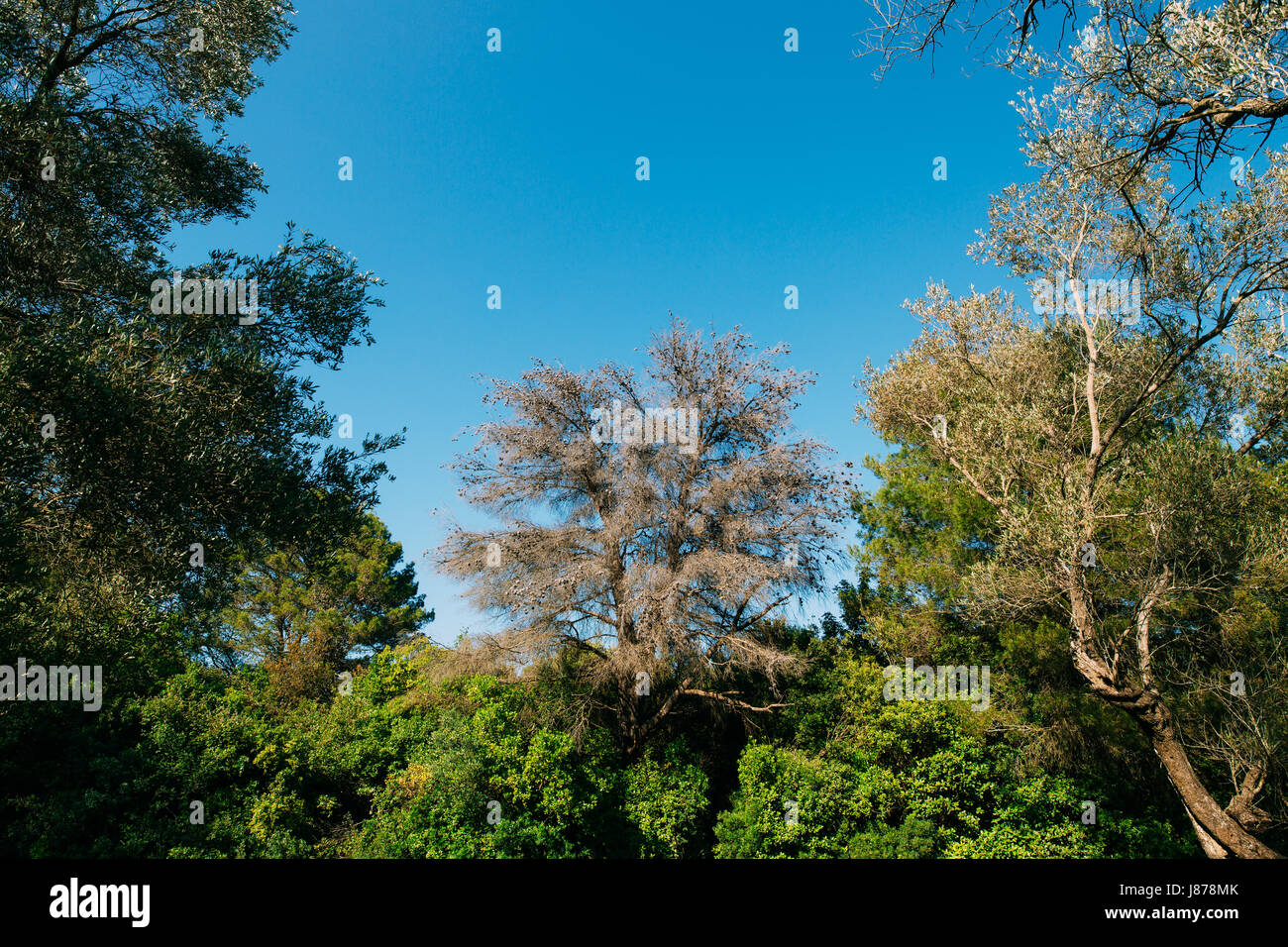 Lightning strike tree fire hi-res stock photography and images - Alamy