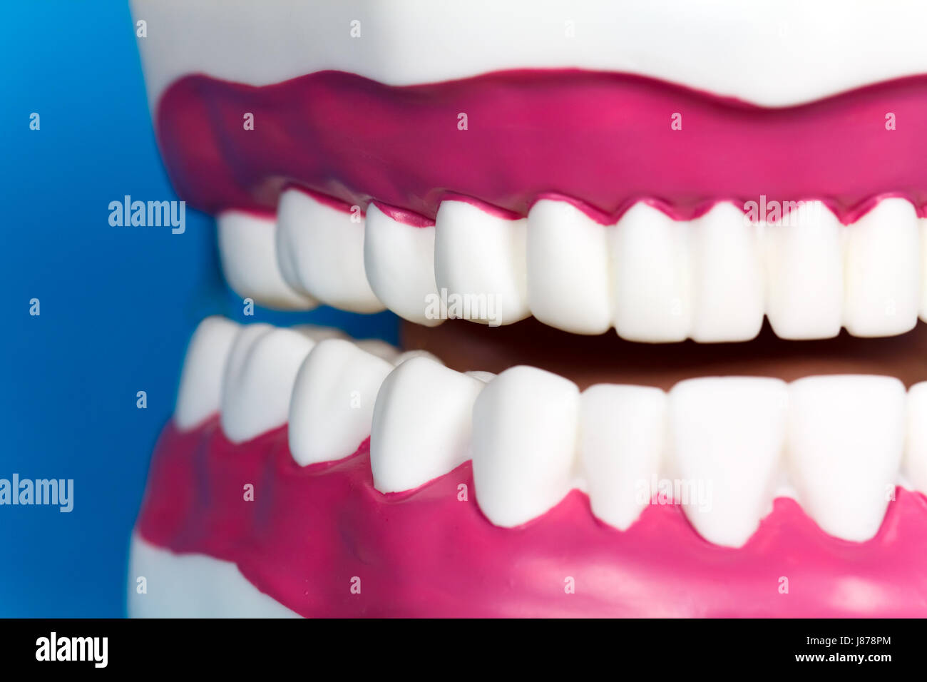 bit dentist pine tooth crown gum molar humans human beings people folk ...